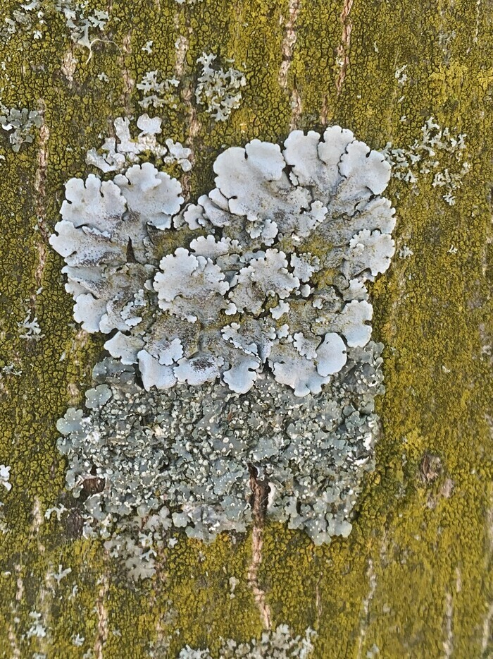 Balade au fil des champigons | Musée d'ethnographie de Genève